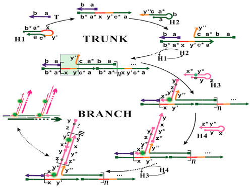 Branched Hybridization Chain Reaction Circuit for Ultrasensitive ...