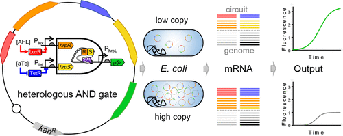 Orthogonality and Burdens of Heterologous AND Gate Gene Circuits in E ...