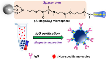 Protein A and protein A/G coupled magnetic SiO2 microspheres for ...