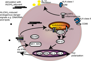 Novel identified aluminum hydroxide-induced pathways prove monocyte ...