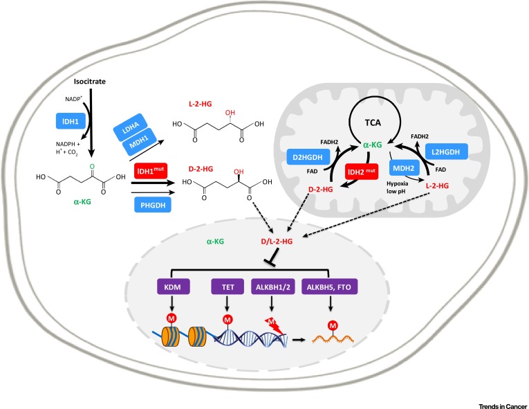 Metabolism, Activity, and Targeting of D- and L-2-Hydroxyglutarates ...