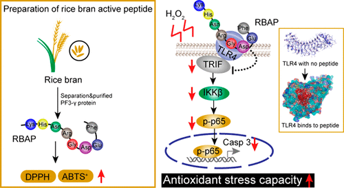Rice Bioactive Peptide Binding with TLR4 To Overcome H2O2-Induced ...