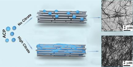 Citrate Improves Collagen Mineralization via Interface Wetting: A ...