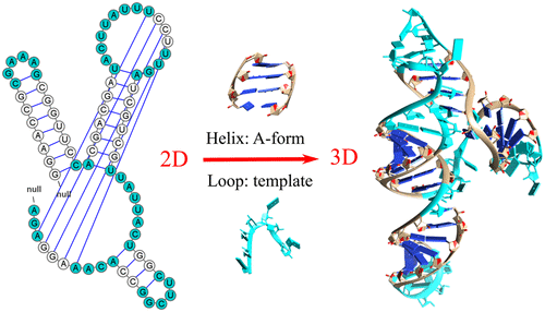 基于Loop模板的RNA三维结构的层次组装。,The Journal of Physical Chemistry B - X-MOL