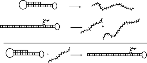 Unfolding and Targeting Thermodynamics of a DNA Intramolecular Complex ...