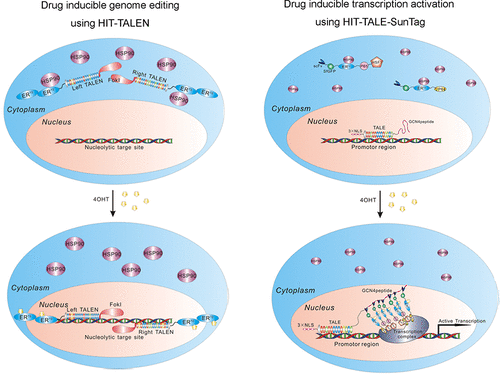 Multiple Chemical Inducible Tal Effectors for Genome Editing and ...