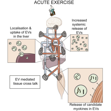 Extracellular Vesicles Provide a Means for Tissue Crosstalk during ...
