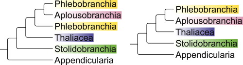 Phylogenomics offers resolution of major tunicate relationships ...