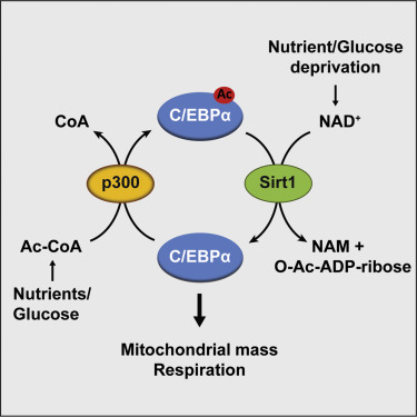 A p300 and SIRT1 Regulated Acetylation Switch of C/EBPα Controls ...