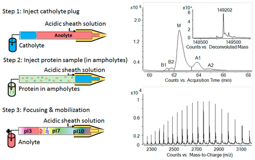 Capillary Isoelectric Focusing-Mass Spectrometry Method for the ...