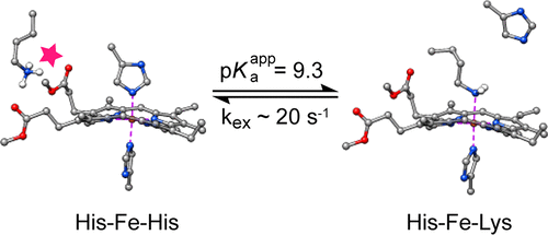 Histidine–Lysine Axial Ligand Switching in a Hemoglobin: A Role for ...