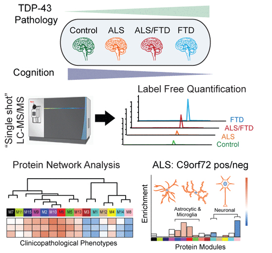 A proteomic network approach across the ALS‐FTD disease spectrum ...