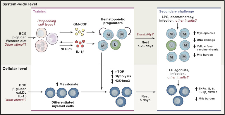 免疫训练释放了先天的潜能。,Cell - X-MOL
