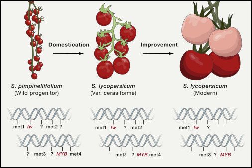 Tomato Multiomics Reveals Consequences of Crop Domestication and ...