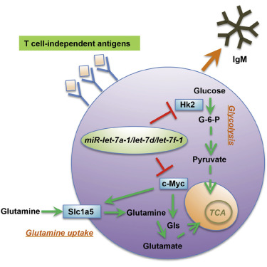 Let-7通过限制必需营养素的供应来抑制B细胞活化。,Cell Metabolism - X-MOL
