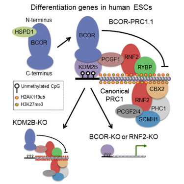 A Non-canonical BCOR-PRC1.1 Complex Represses Differentiation Programs ...
