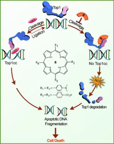 Neutral Porphyrin Derivative Exerts Anticancer Activity by Targeting ...