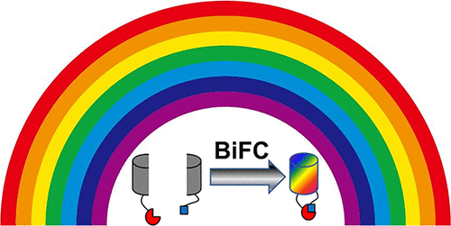 Live Cell Visualization of Multiple Protein–Protein Interactions with ...