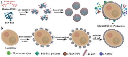 In Situ Self‐Assembly of Coacervate Microdroplets into Viable ...