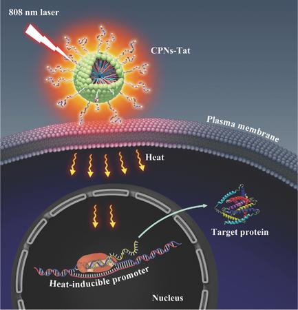 Photothermal‐Responsive Conjugated Polymer Nanoparticles for Remote ...