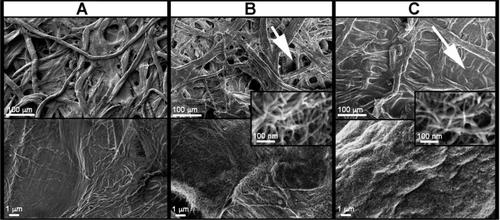 Low Cost Layer by Layer Construction of CNT/Chitosan Flexible Paper‐based Electrodes: A ...