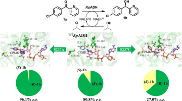 Fine tuning the enantioselectivity and substrate specificity of alcohol ...