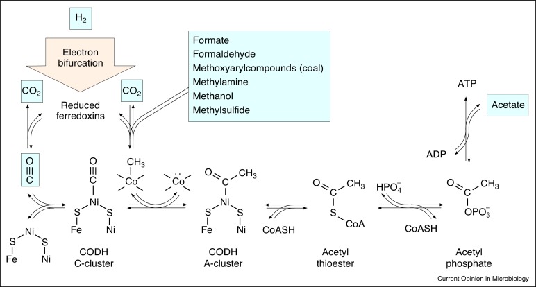Native metals, electron bifurcation, and CO2 reduction in early ...