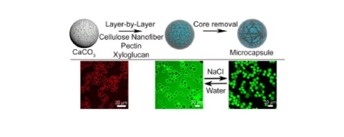 Bioinspired Capsules based on Nanocellulose, Xyloglucan and Pectin ...
