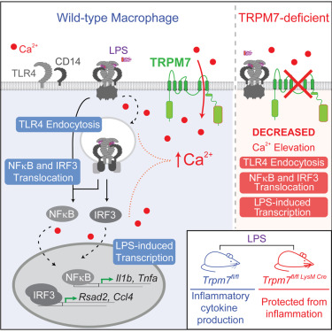 Chanzyme TRPM7 Mediates the Ca2+ Influx Essential for ...
