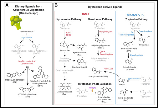 Regulation of the Immune Response by the Aryl Hydrocarbon Receptor ...