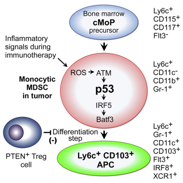 未成熟髓样前体细胞中p53的激活控制了肿瘤中Ly6c + CD103 + 单核抗原呈递细胞的分化。,Immunity - X-MOL