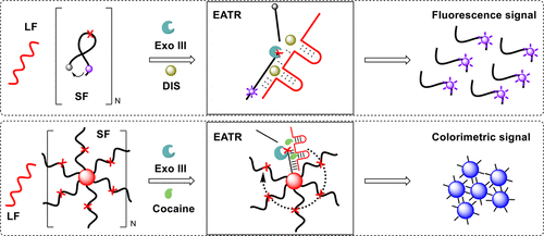 Sensitive Detection of Small-Molecule Targets Using Cooperative Binding ...