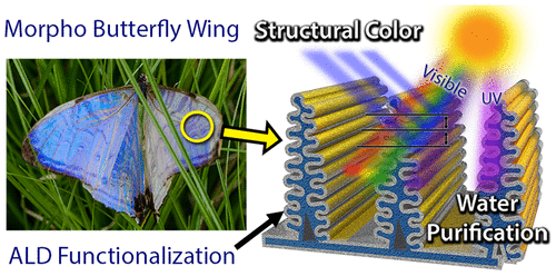 Biotemplated Morpho Butterfly Wings for Tunable Structurally Colored ...