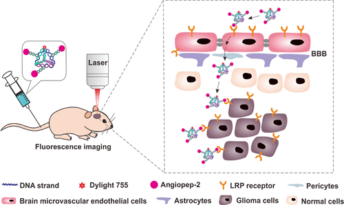 Targeted Imaging of Brain Tumors with a Framework Nucleic Acid Probe ...