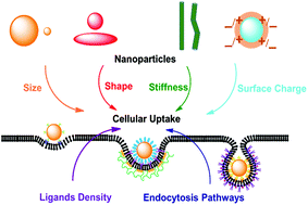 Entry of nanoparticles into cells: the importance of nanoparticle ...