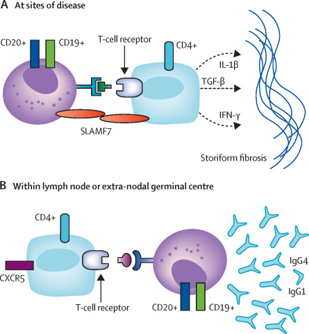 中枢神经系统和周围神经系统的IgG4相关疾病。,The Lancet - X-MOL