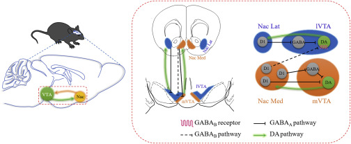 NAc-VTA电路的螺旋连接。,Neuron - X-MOL