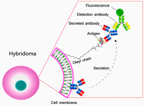 A Rapid Method for Antigen-Specific Hybridoma Clone Isolation ...