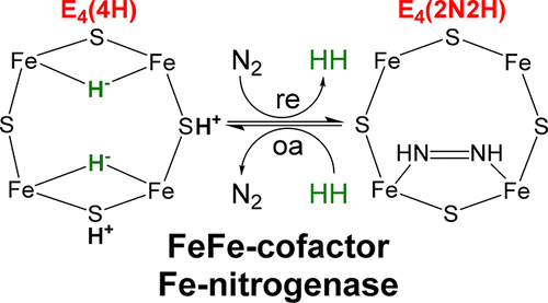 Mechanism of N2 Reduction Catalyzed by Fe-Nitrogenase Involves ...