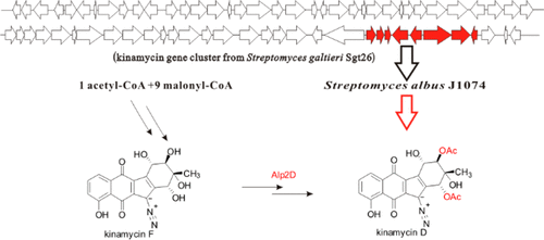 Reconstitution of Kinamycin Biosynthesis within the Heterologous Host ...