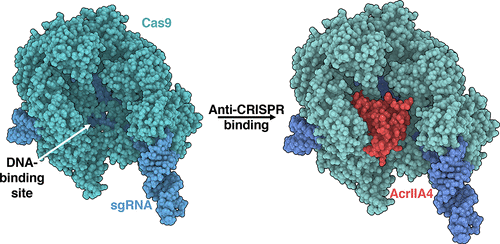 CRISPR-Cas9的蛋白抑制剂,ACS Chemical Biology - X-MOL