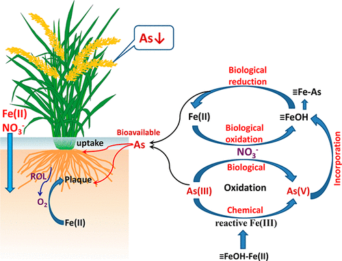 Effects of Simultaneous Application of Ferrous Iron and Nitrate on ...