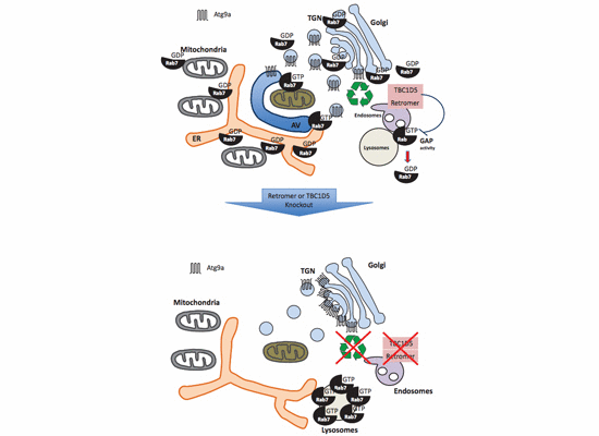 通过逆转录体-TBC1D5 复合物控制 RAB7 活性和定位，实现 RAB7 依赖性线粒体自噬,The EMBO Journal - X-MOL