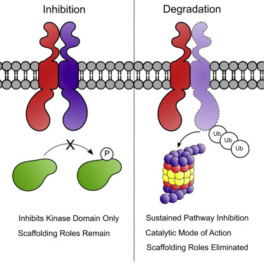 The Advantages of Targeted Protein Degradation Over Inhibition: An RTK ...