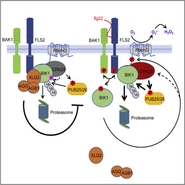 A Regulatory Module Controlling Homeostasis of a Plant Immune Kinase ...