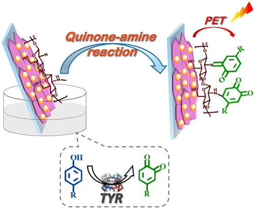 Enzyme-Initiated Quinone-Chitosan Conjugation Chemistry: Toward A ...