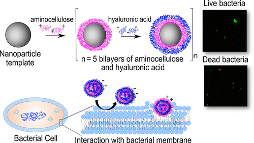 Layer-By-Layer Decorated Nanoparticles with Tunable Antibacterial and ...