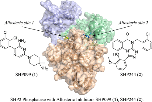Dual Allosteric Inhibition of SHP2 Phosphatase,ACS Chemical Biology - X-MOL