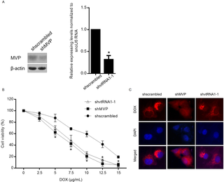 Vault RNAs partially induces drug resistance of human tumor cells MCF-7 ...