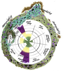 Current opinion: What is a nanoplastic?,Environmental Pollution - X-MOL
